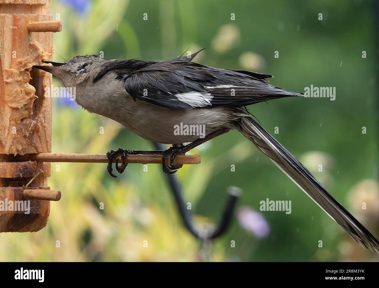A wet Northern Mockingbird on the Peanut Butter bird feeder Stock Photo ...