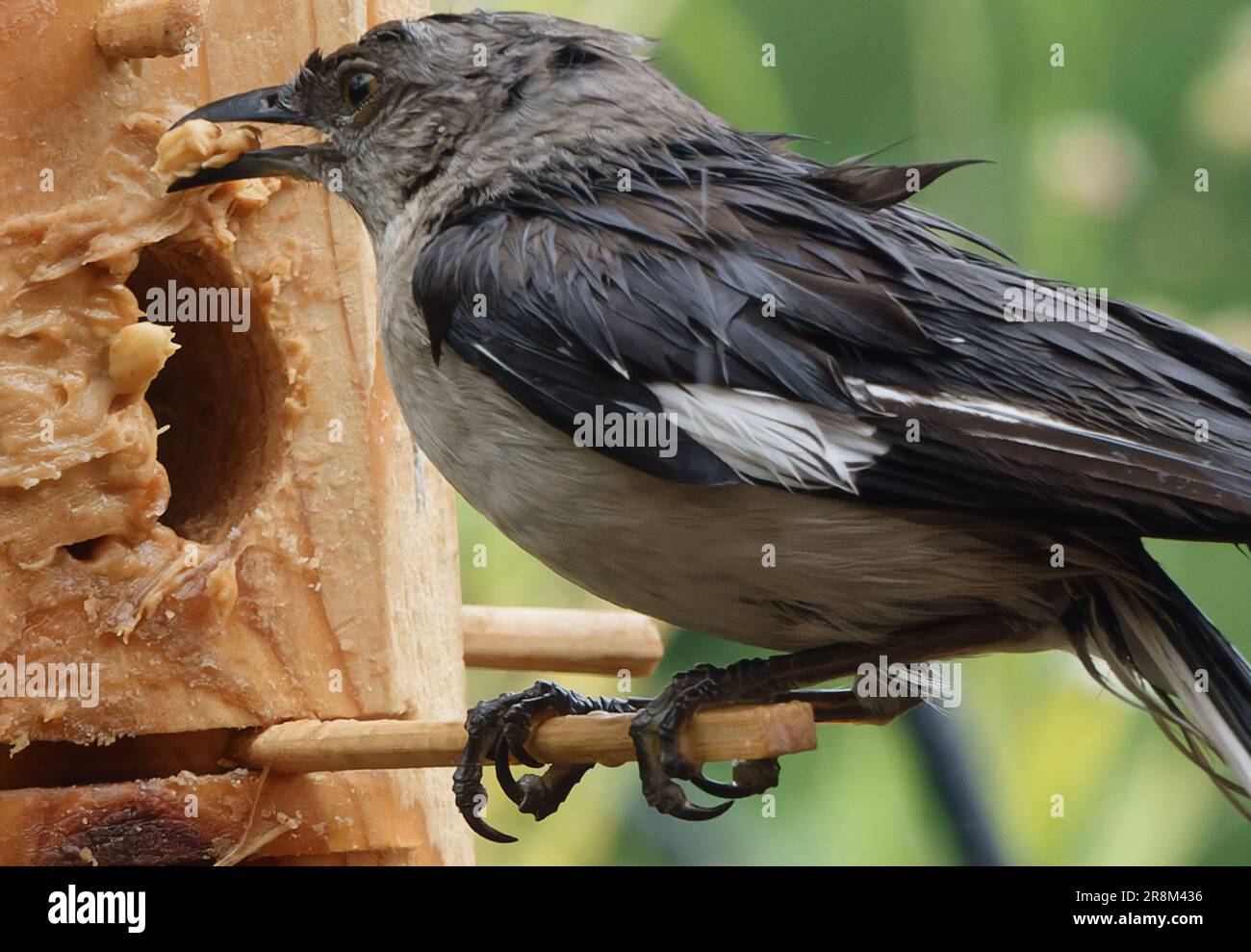 A wet Northern Mockingbird on the Peanut Butter bird feeder Stock Photo ...
