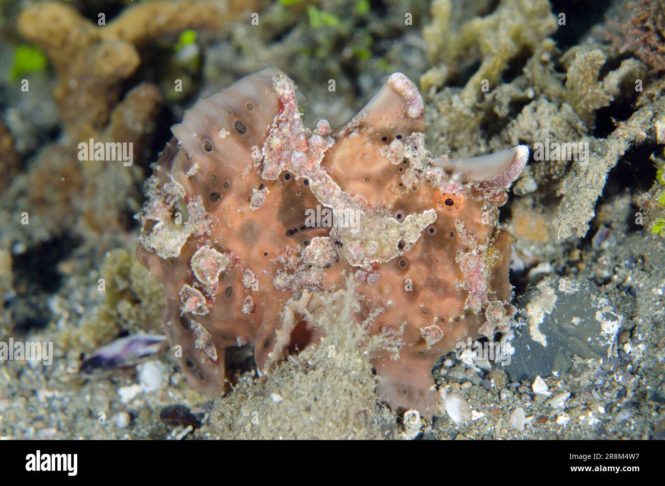 Warty Frogfish, Antennarius maculatus, Laha dive site, Ambon, Maluku ...