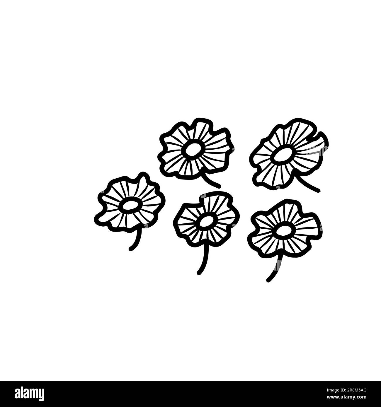 Rose flower head. Floral botanical flower. Hand drawn ink art. Isolated ...