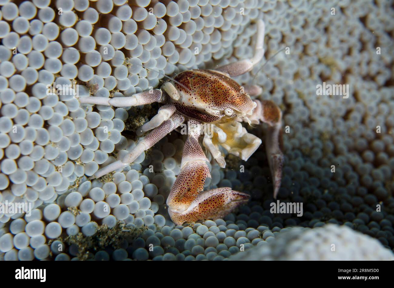Porcelain Crab, Neopetrolisthes maculatus, on Giant Carpet Anemone ...