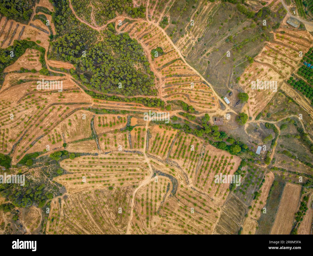 Pista de pino hi-res stock photography and images - Alamy