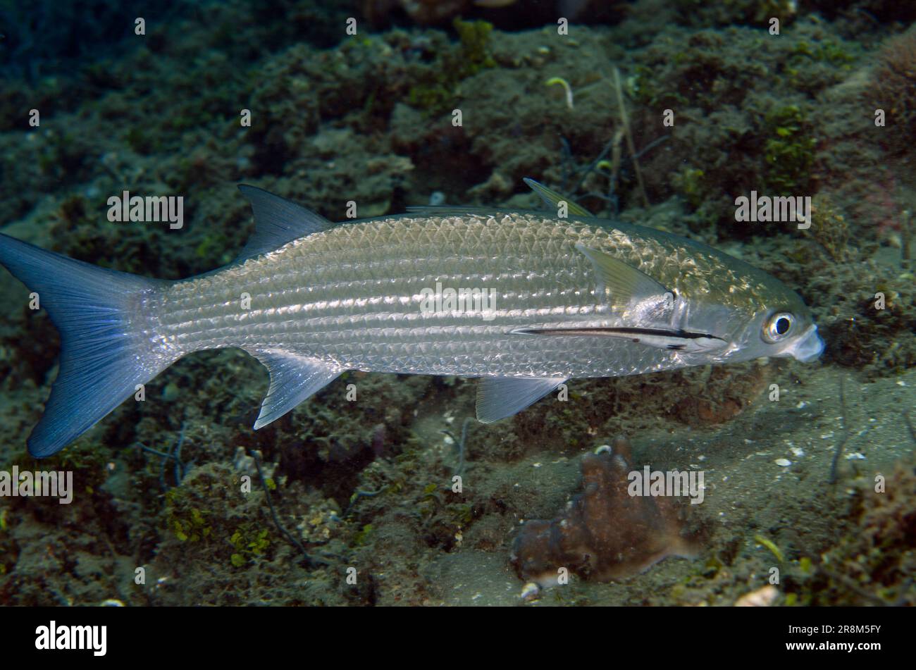 Bluespot Mullet, Moolgarda seheli, feeding, Laha dive site, Ambon ...
