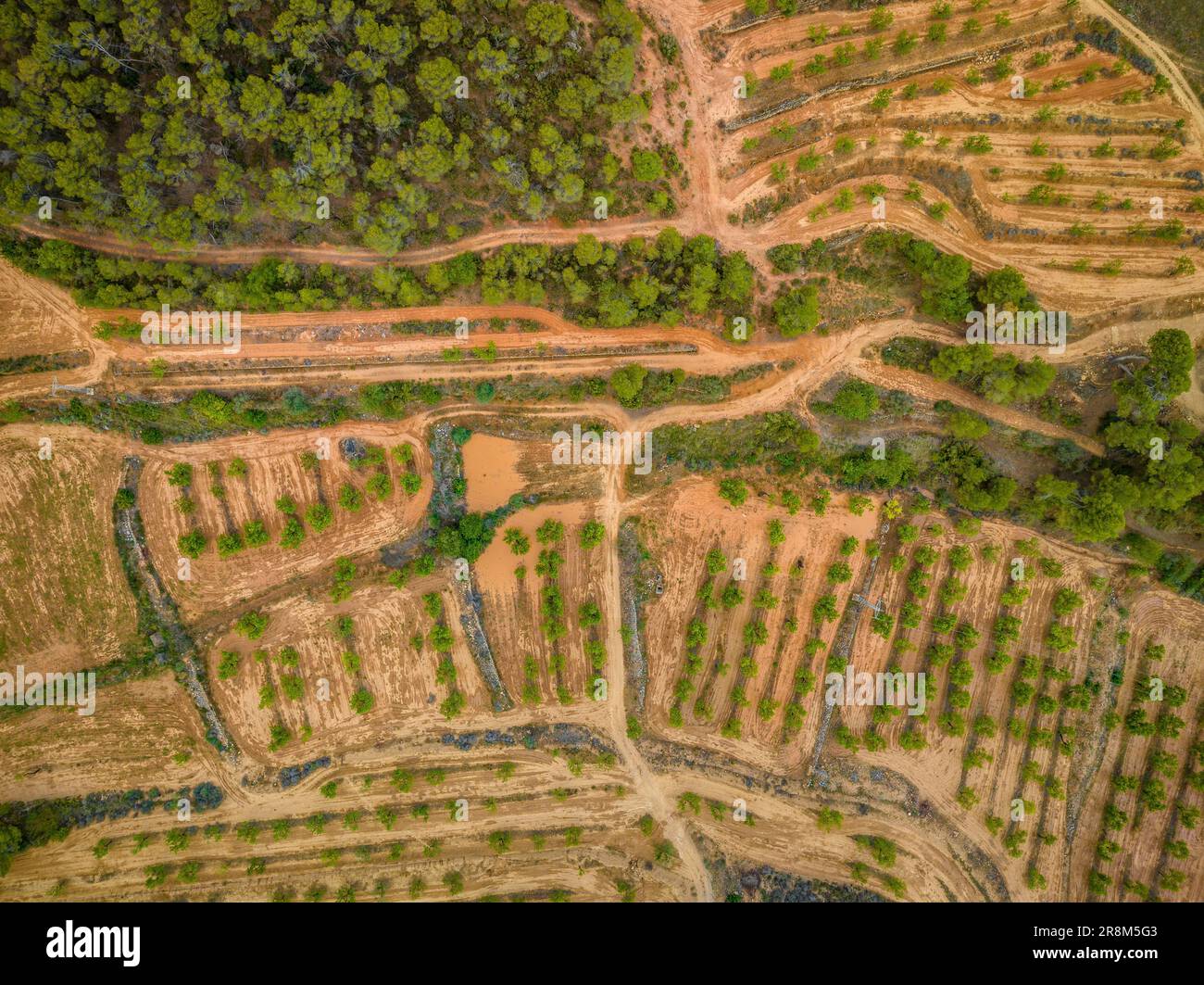 Campo bosque pino rural hi-res stock photography and images - Alamy