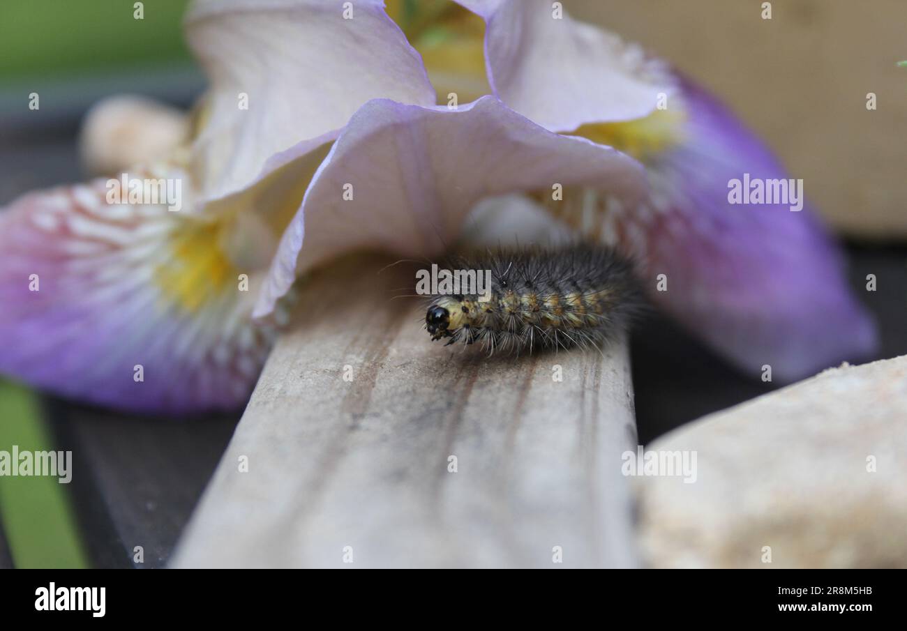 Fuzzy Caterpillar on Wooden Fence With Purple Flowers in Background ...