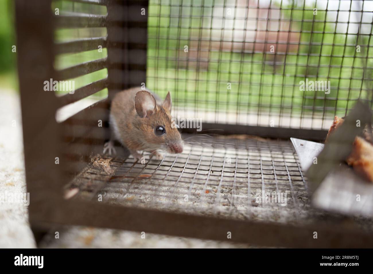 mus musculus, mouse in a life trap behind the grid Stock Photo - Alamy
