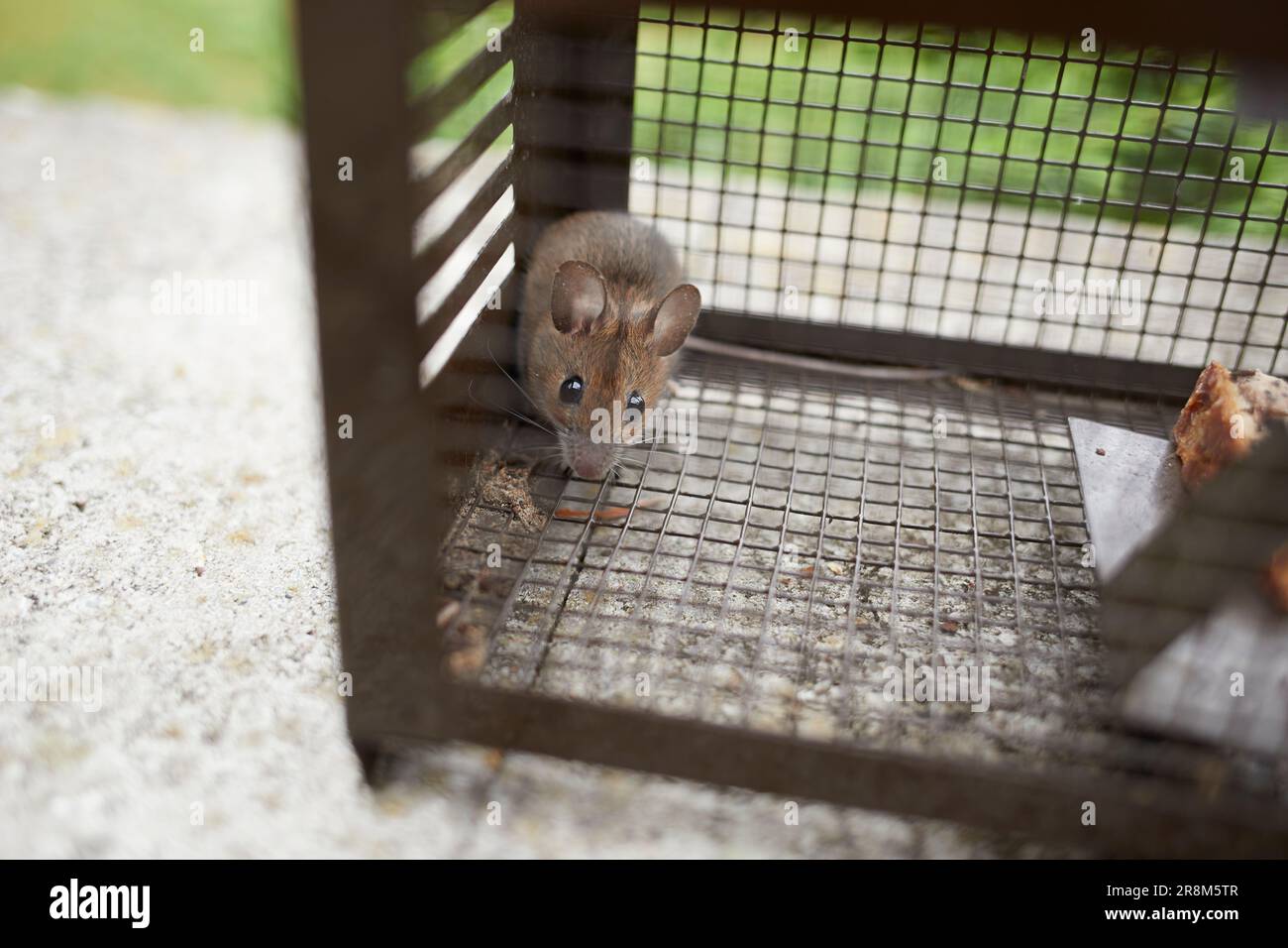 mus musculus, mouse in a life trap behind the grid Stock Photo - Alamy
