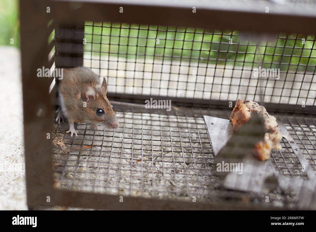 mus musculus, mouse in a life trap behind the grid Stock Photo - Alamy