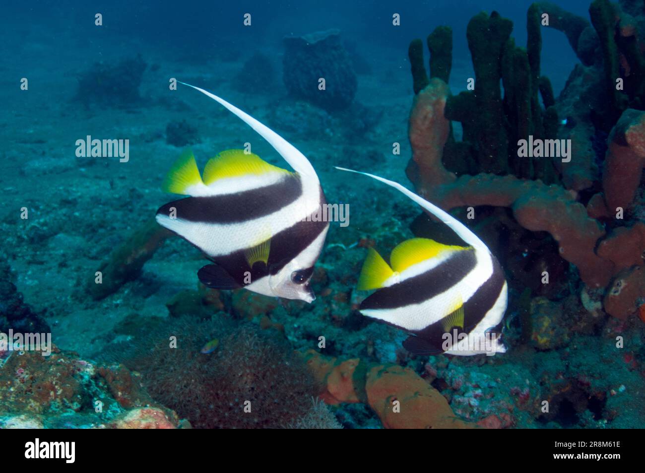 Pair of Longfin Bannerfish, Heniochus acuminatus, Vienna dive site ...