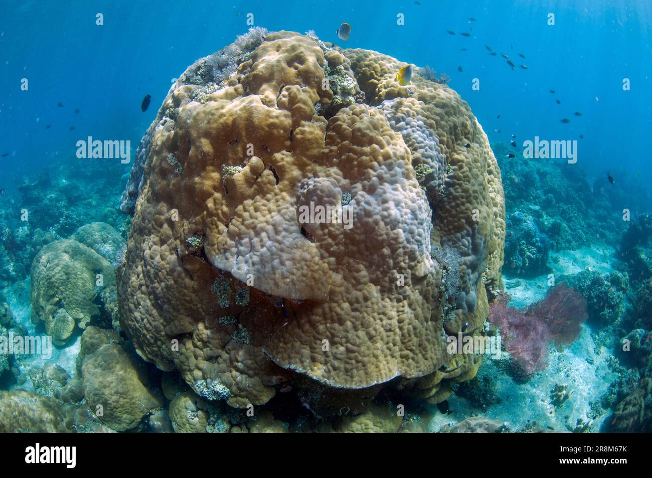 Coral, Porites sp, Vienna dive site, Amed, Bali, Indonesia, Indian ...