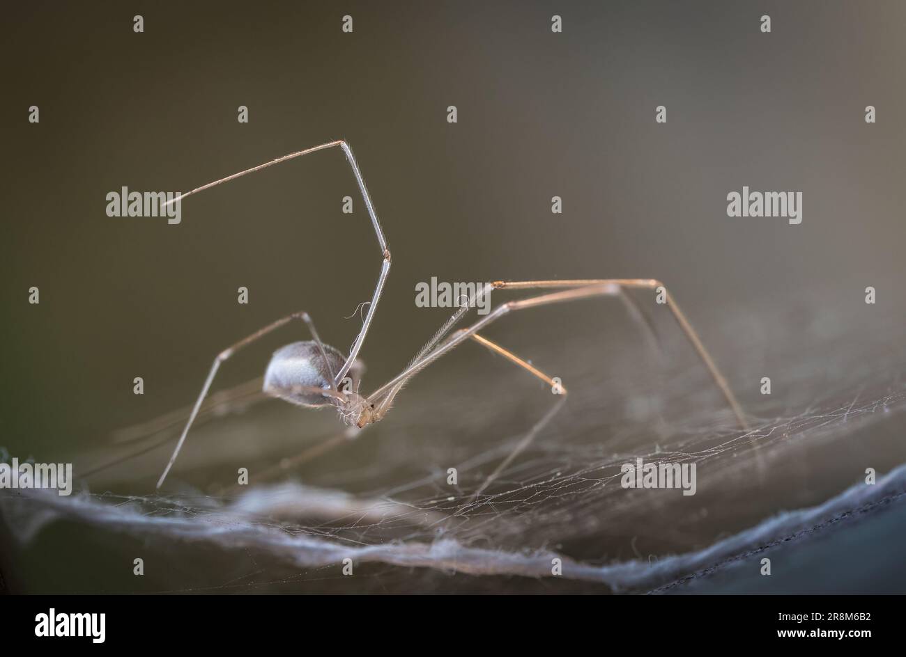 Close-up image of a daddy long legs spider (Pholcus phalangioides) on ...