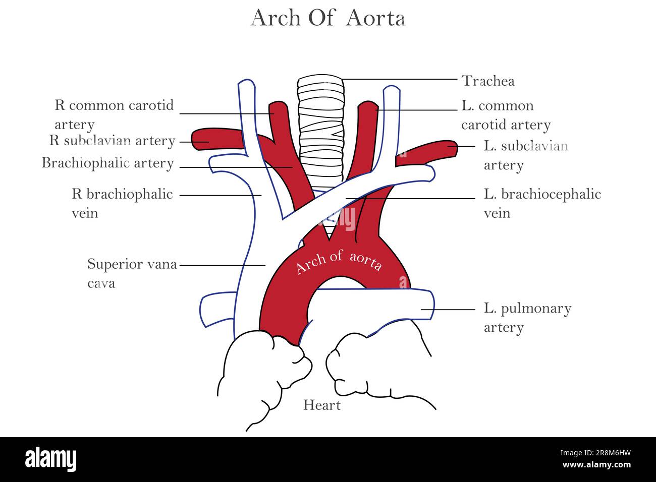 A detailed diagram of the human heart and arch of aorta Stock Photo - Alamy
