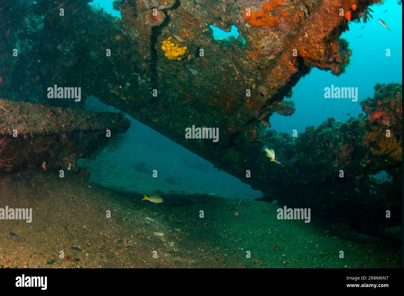 Fish inside interior of wreck, Liberty Wreck dive site, Tulamben ...