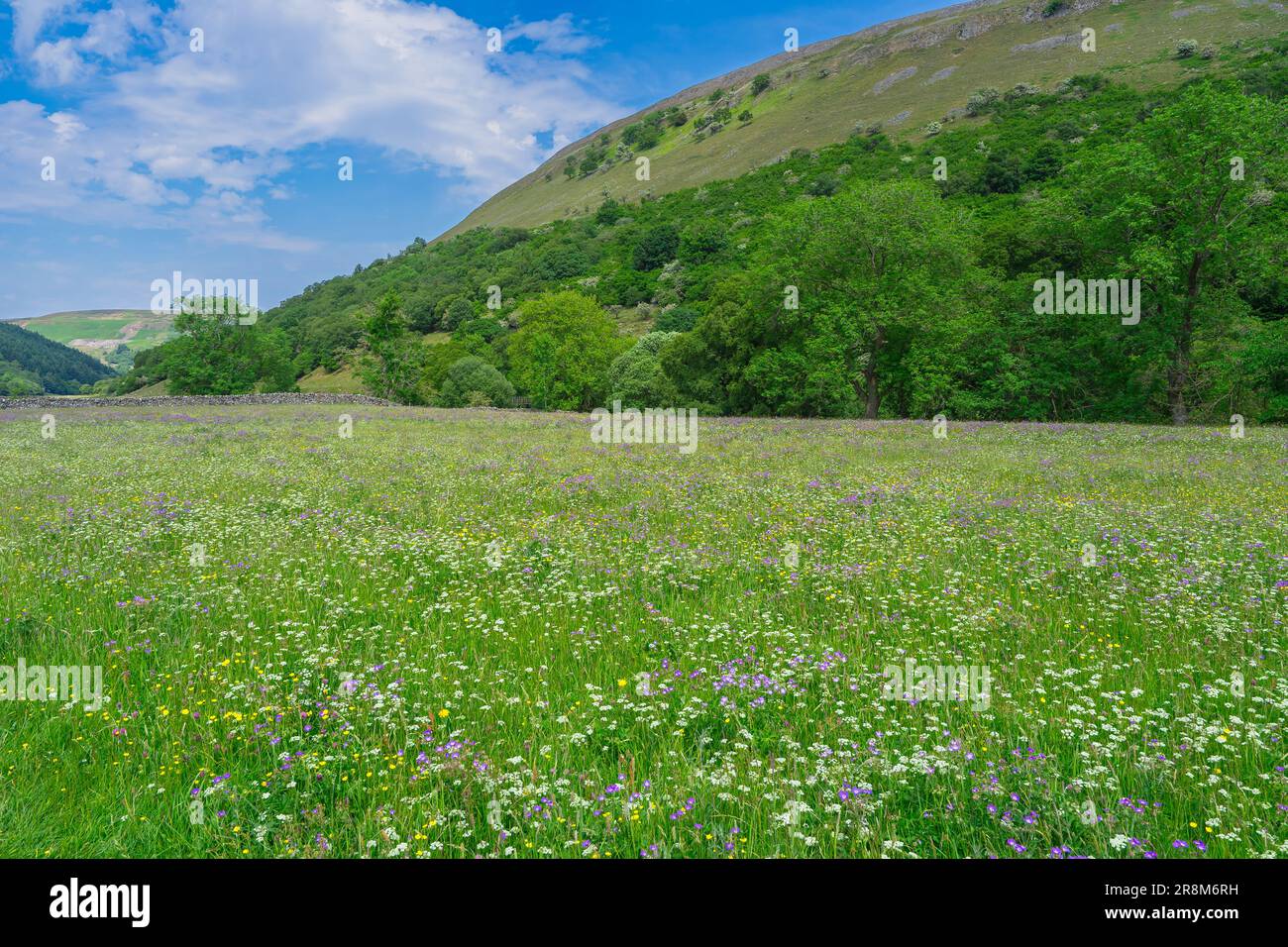 Traditional wild flower meadow near Muker, Swaledale, Yorkshire Dales ...