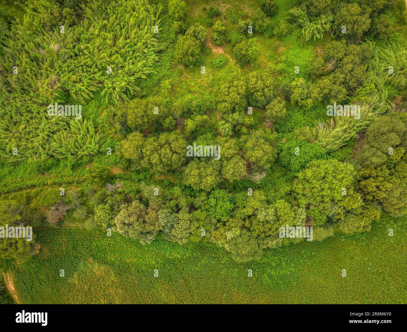 Vegetación ribera del río hi-res stock photography and images - Alamy