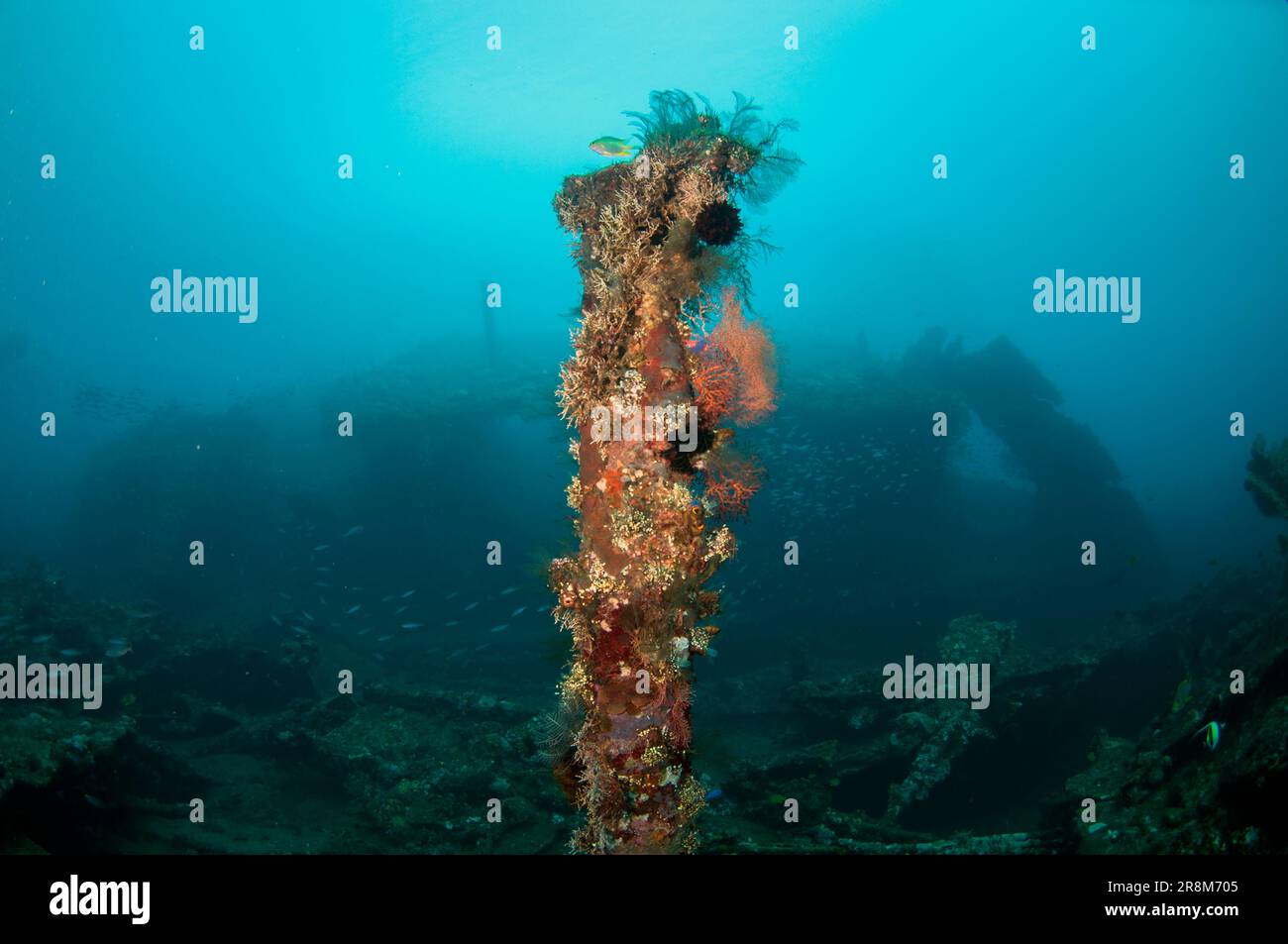 Coral-encrusted turret with wreck in background, Liberty Wreck dive ...
