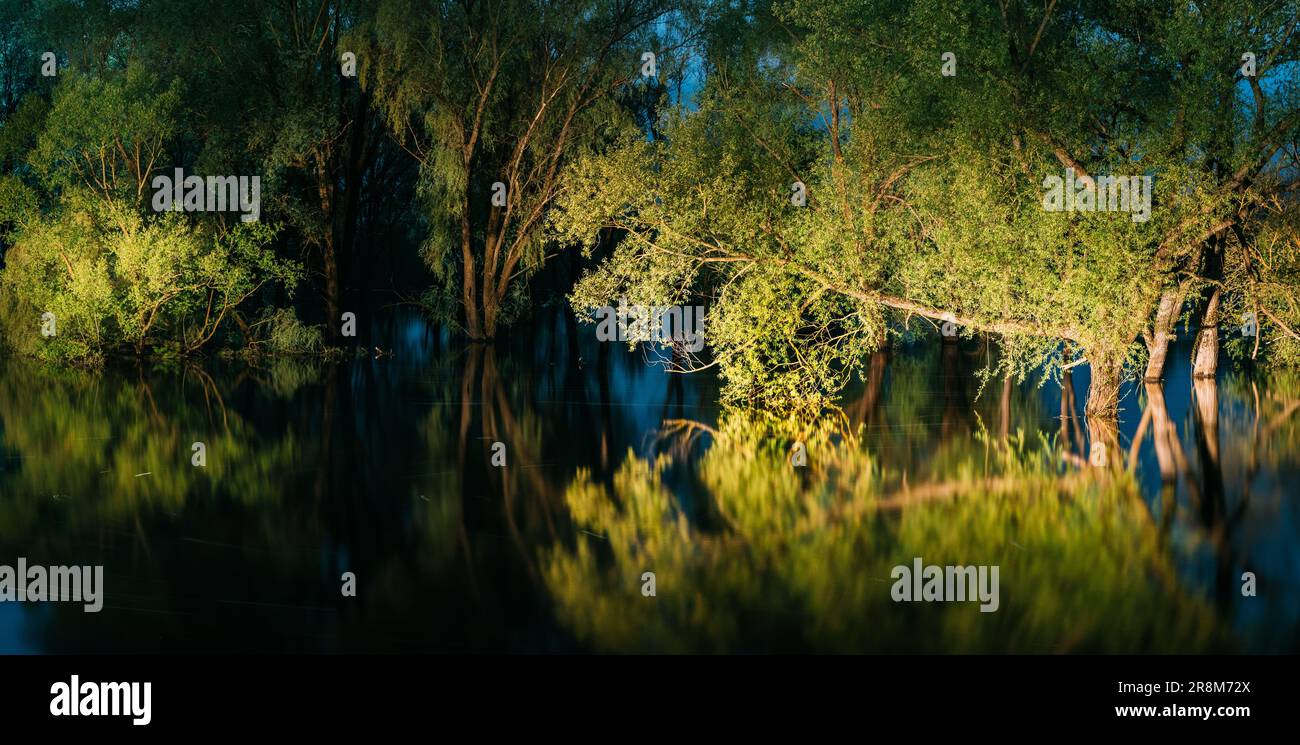panorama Night landscape with Trees that Standing In Water During ...