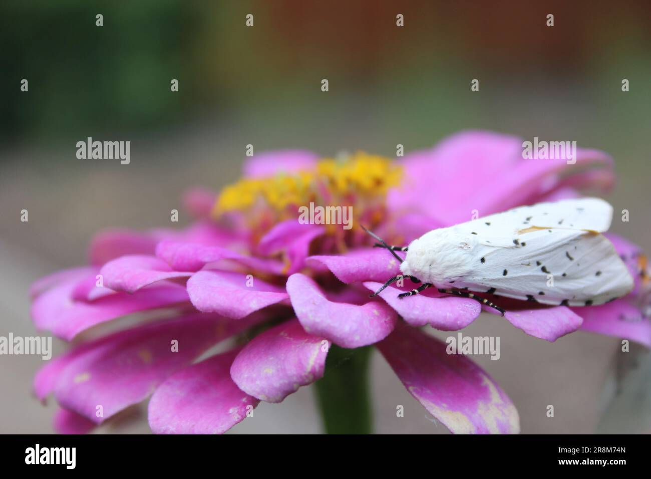 Salt Marsh Moth on Pink Zinnia Flower. Estigmene acrea Rural East TX ...