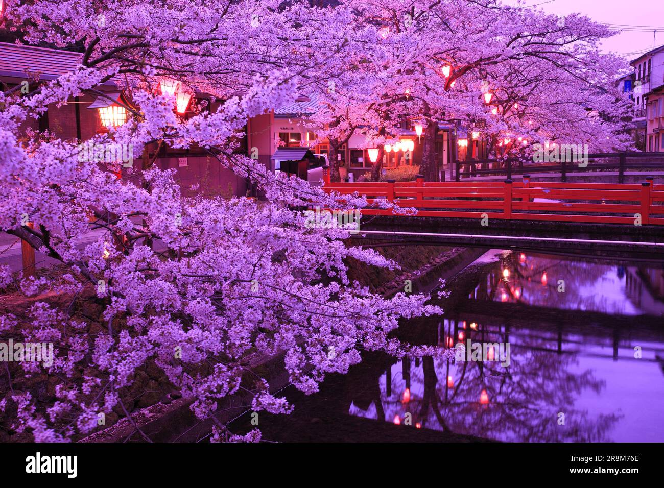 Cherry blossoms at night in Kinosaki Onsen Stock Photo - Alamy