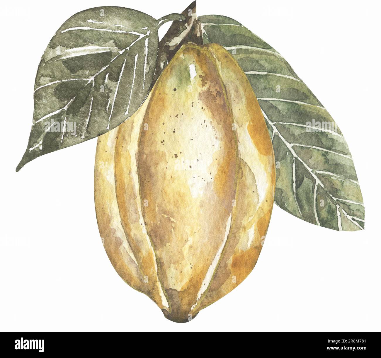 Cocoa pod with leaves. Superfood. Watercolor hand drawn illustration ...