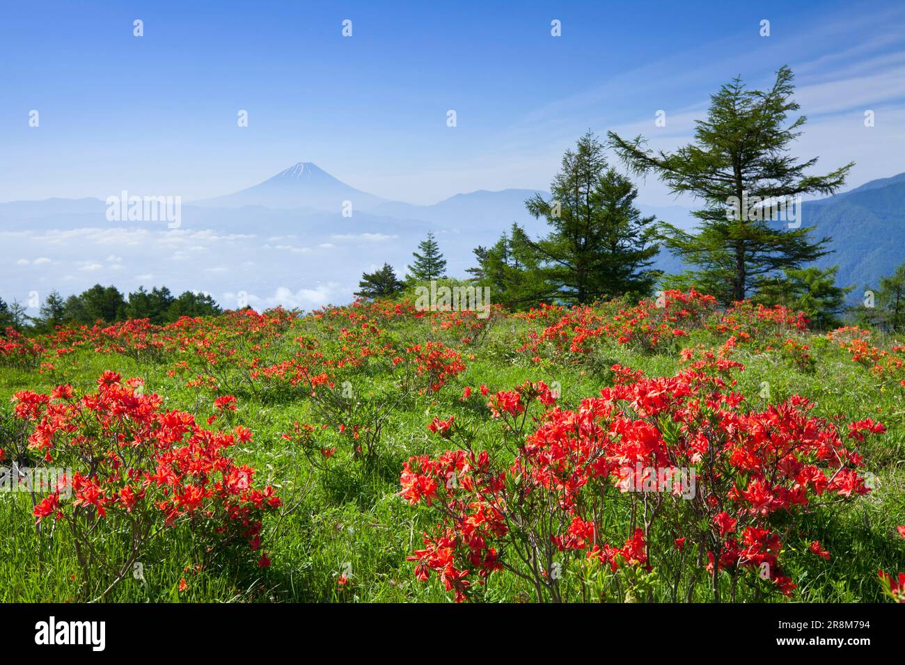 Mt Fuji and Japanese azaleas in Amari mountain Stock Photo - Alamy