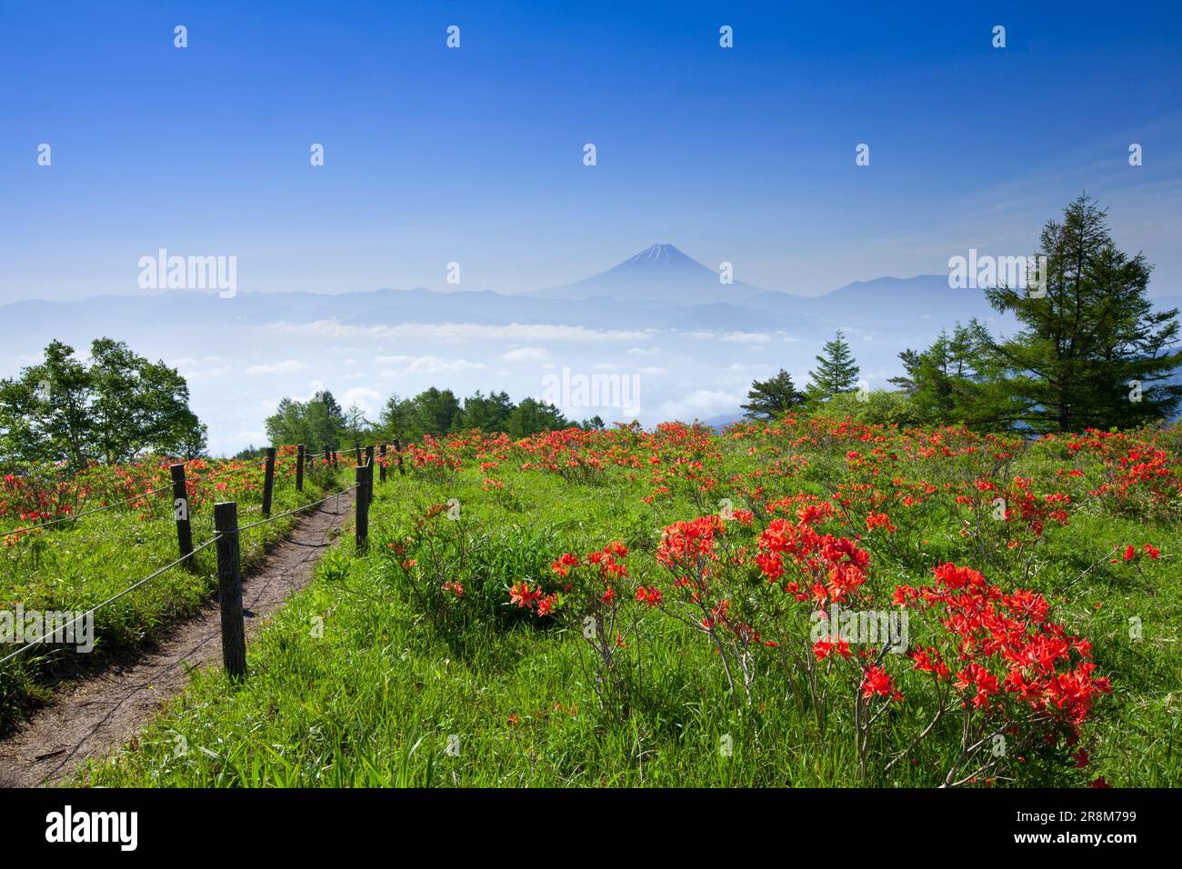 Mt Fuji and Japanese azaleas in Amari mountain Stock Photo - Alamy