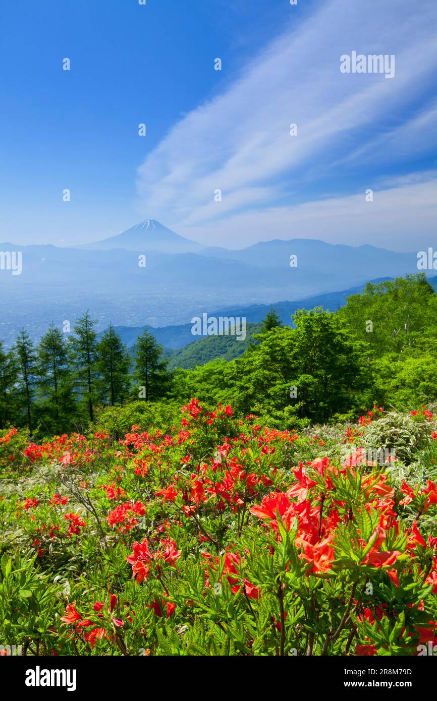 Mt Fuji and Japanese azaleas in Amari mountain Stock Photo - Alamy