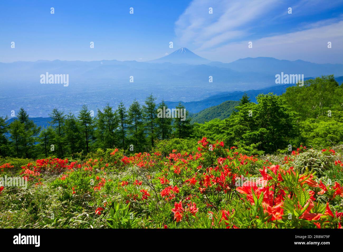 Mt Fuji and Japanese azaleas in Amari mountain Stock Photo - Alamy