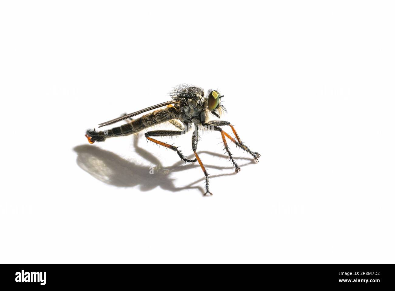 Side view of a robber fly, Asilidae family, probably Pamponerus ...