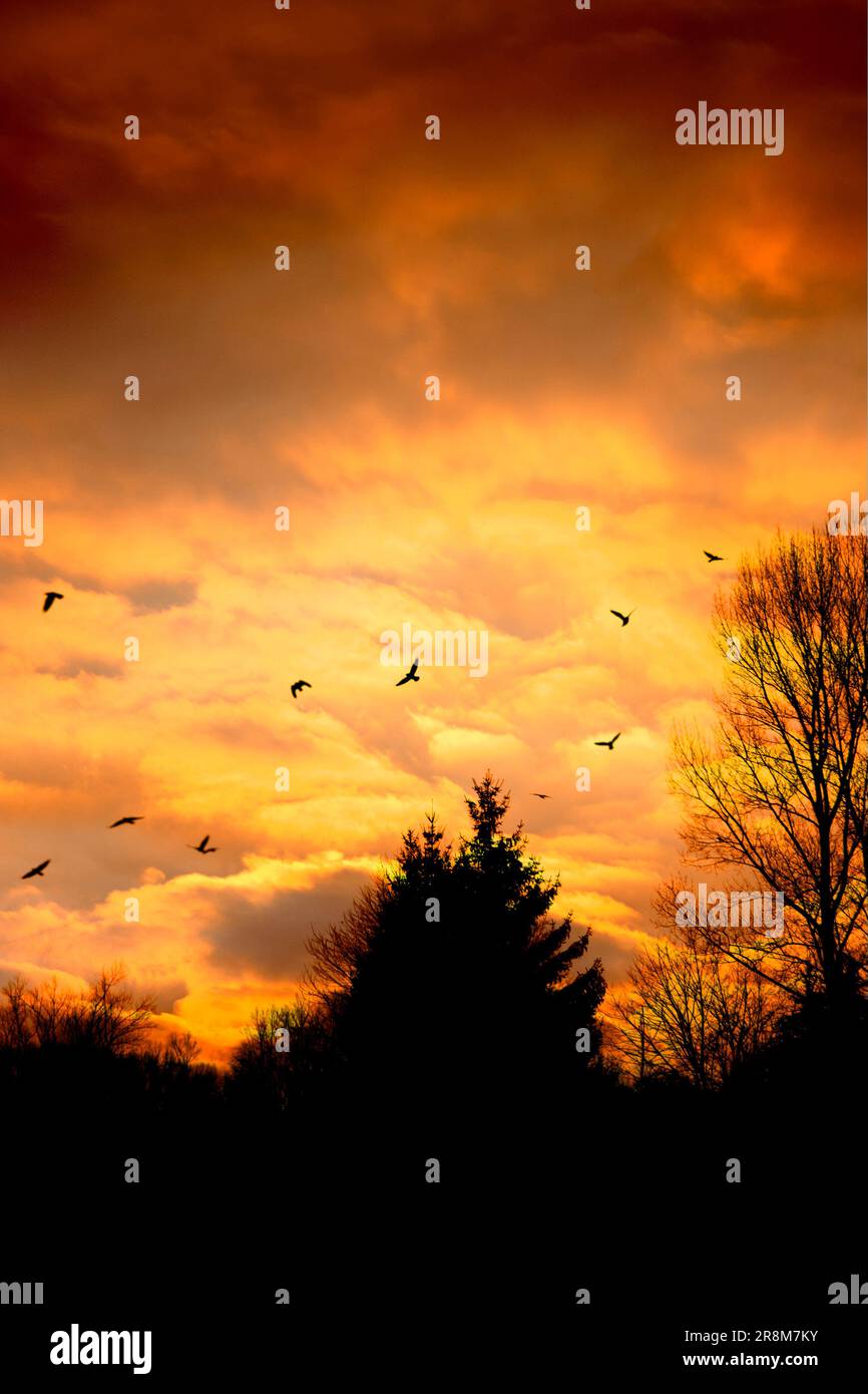Trees with birds hi-res stock photography and images - Alamy