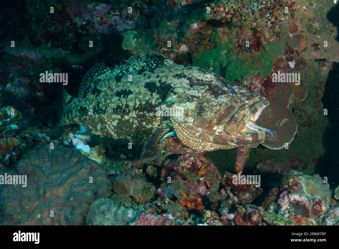 Brown-Marbled Grouper, Epinephelus fuscoguttatus, with open mouth being ...