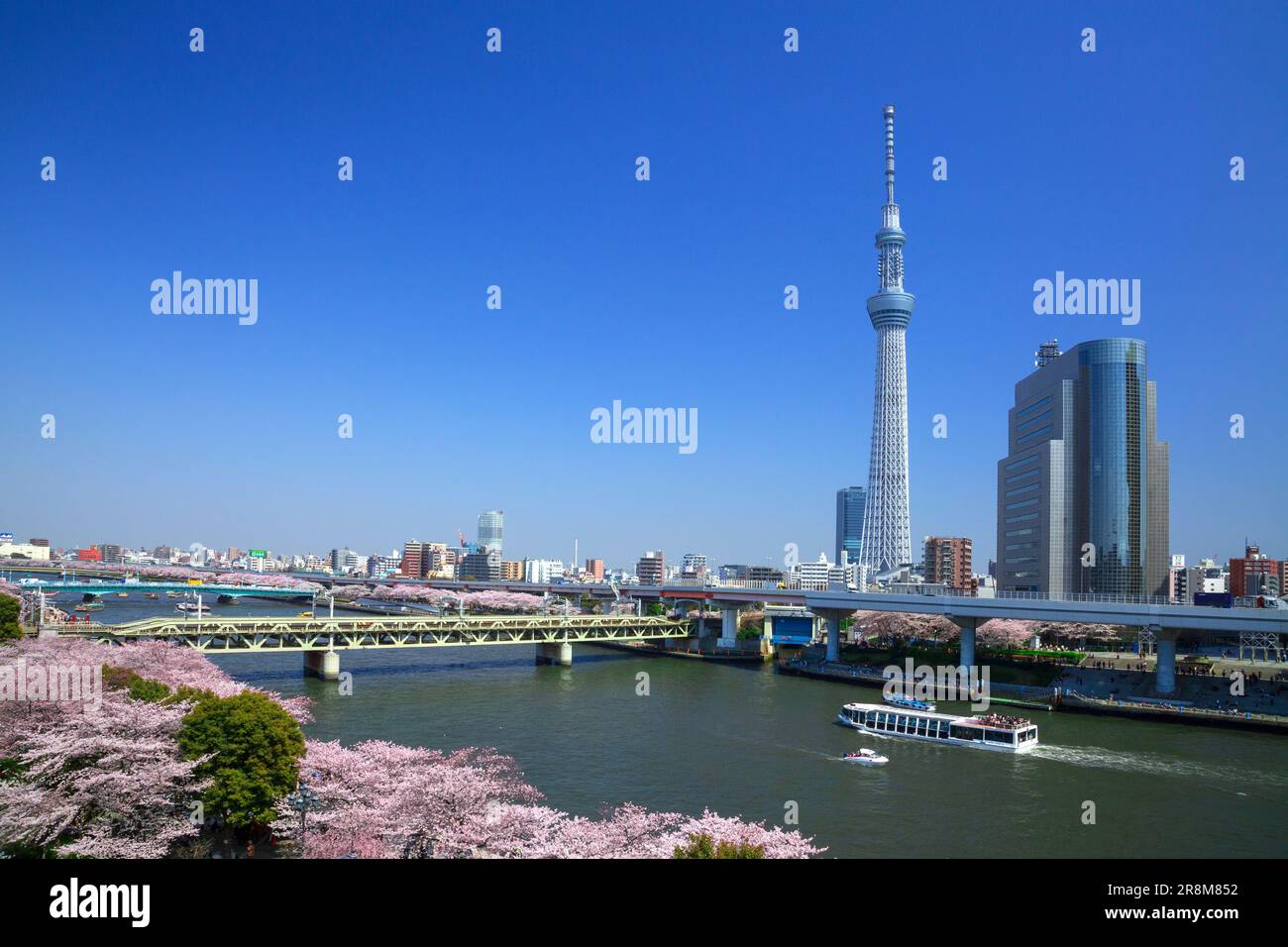 Tokyo Sky Tree and cherry blossoms in Sumida Park Stock Photo - Alamy