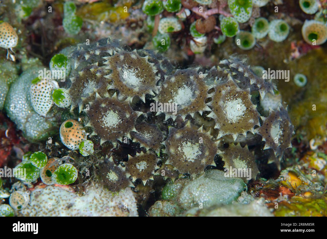 Sea Bells, Turbinaria ornata, Ulami dive site, Seraya, Karangasem, Bali ...