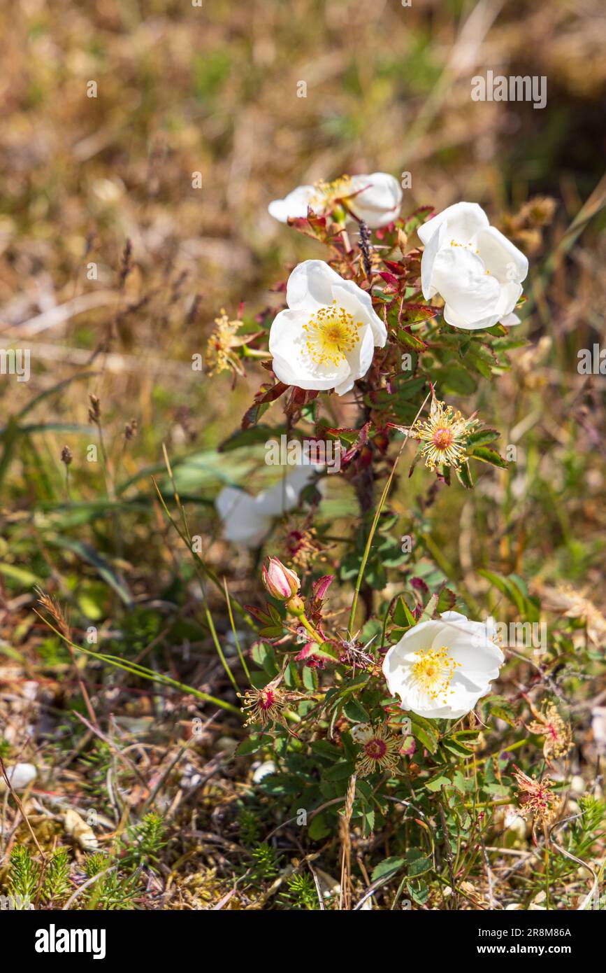 Flowering wild dune rose and briar at at Wadden island Terschelling in ...