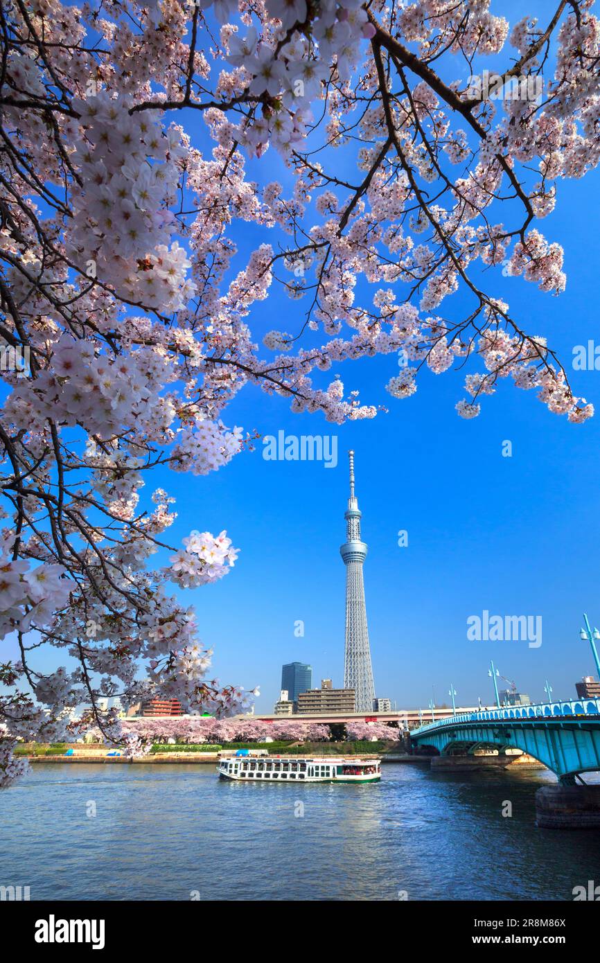 Tokyo Sky Tree and cherry blossoms in Sumida Park Stock Photo - Alamy