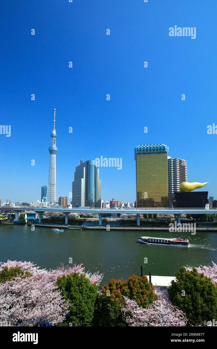 Tokyo Sky Tree and cherry blossoms in Sumida Park Stock Photo - Alamy