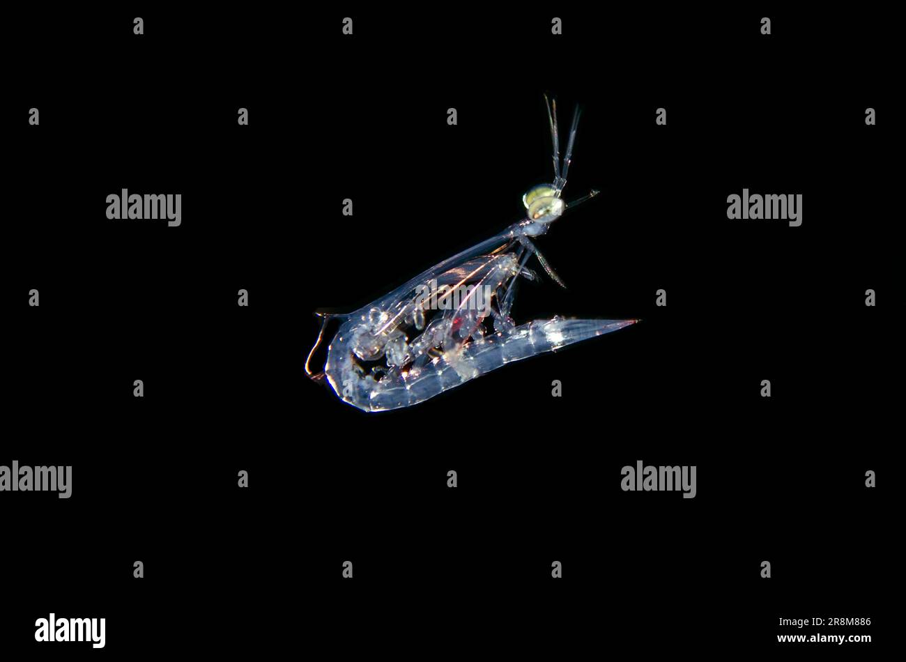 Mantis Shrimp, Lysiosquillina sp, larva floating in water column ...