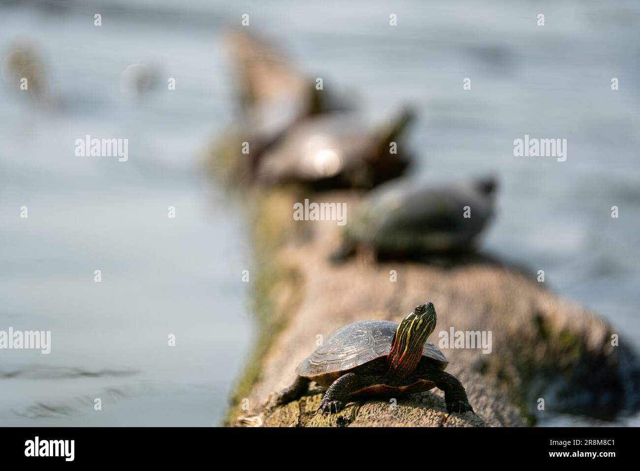 A group of turtles on a log of tree in a pond Stock Photo - Alamy