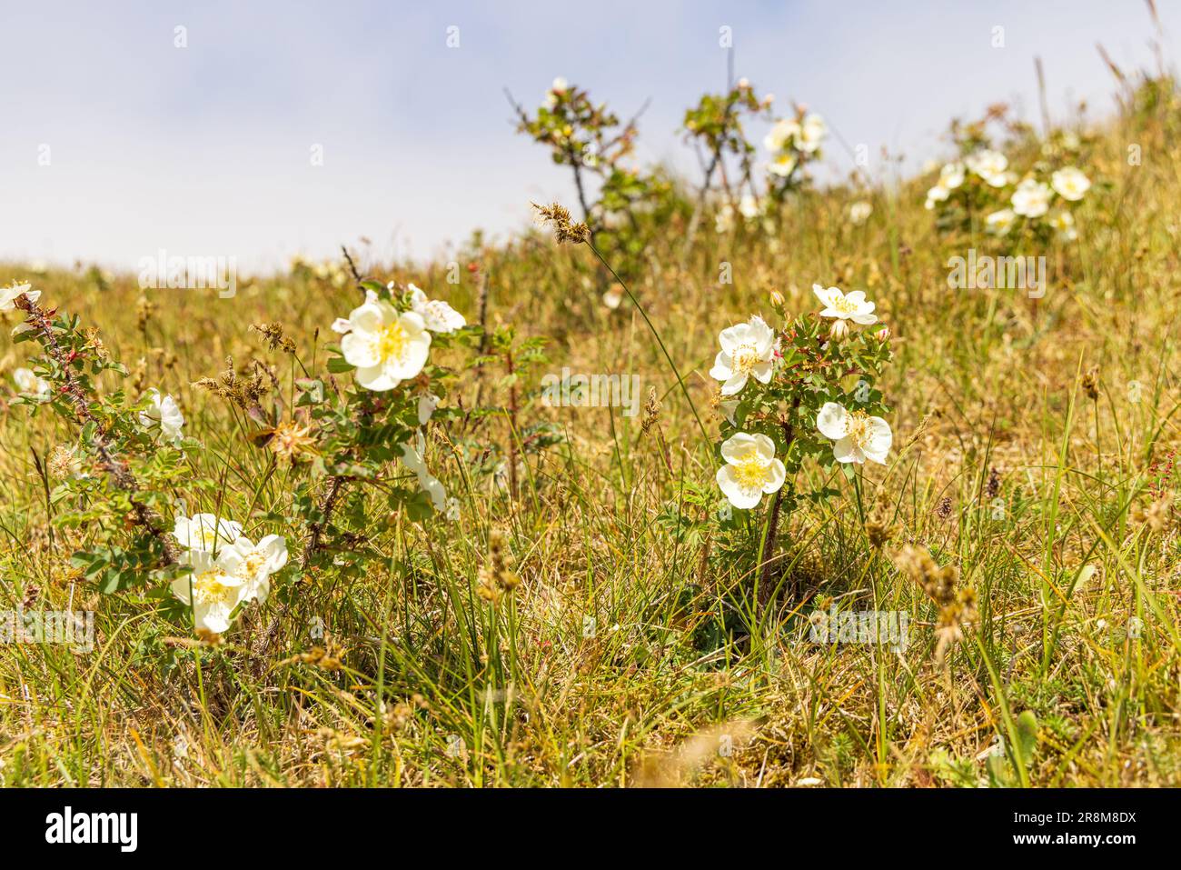 Flowering wild dune rose and briar at at Wadden island Terschelling in ...
