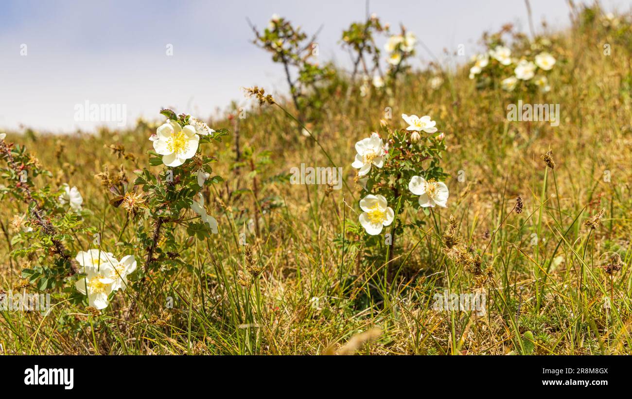 Flowering wild dune rose and briar at at Wadden island Terschelling in ...