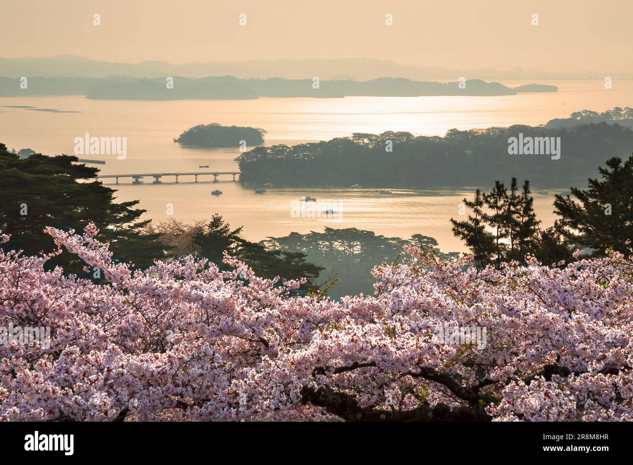 Matsushima and cherry blossoms in the morning Stock Photo - Alamy