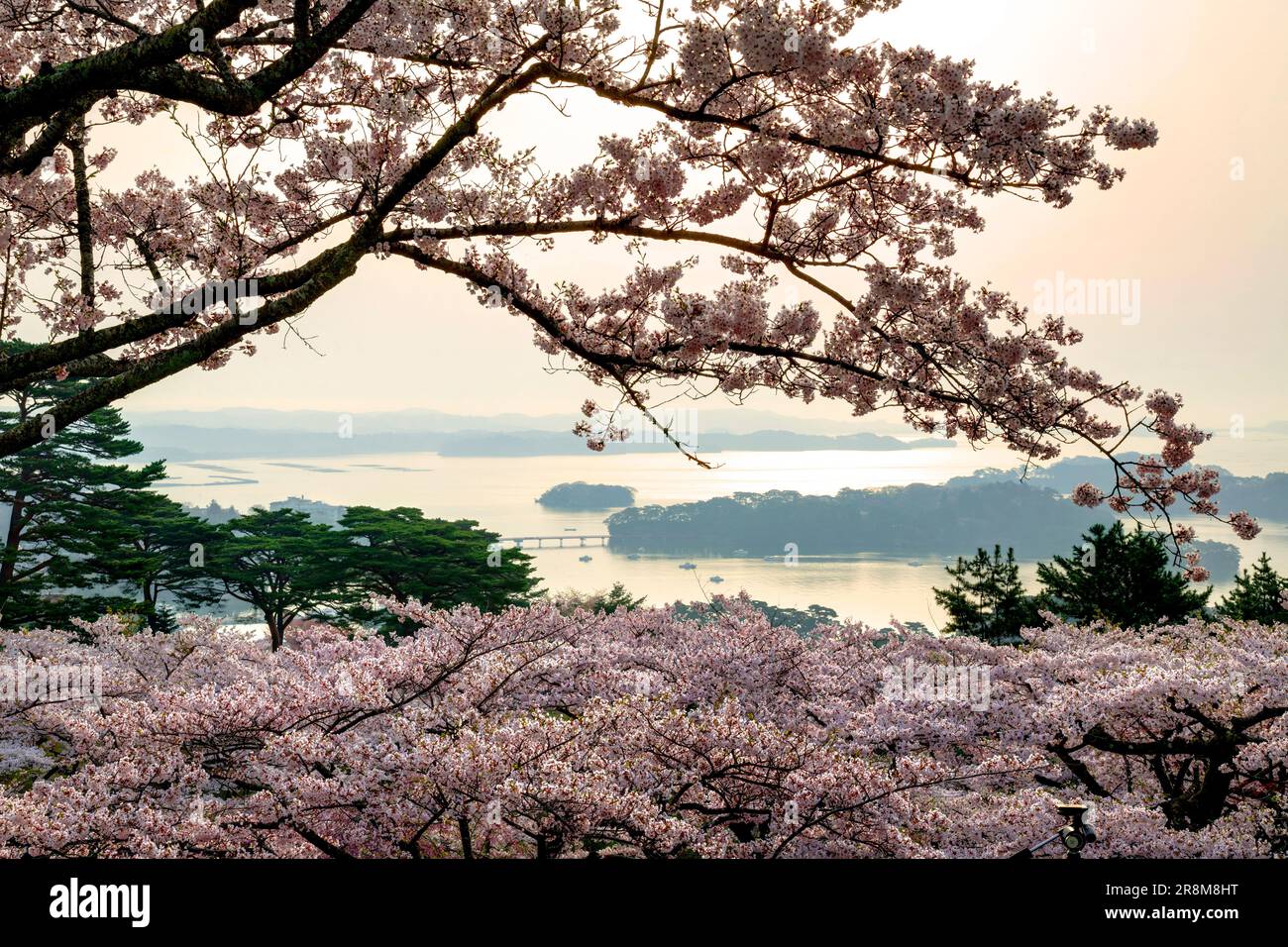 Matsushima and cherry blossoms in the morning Stock Photo - Alamy