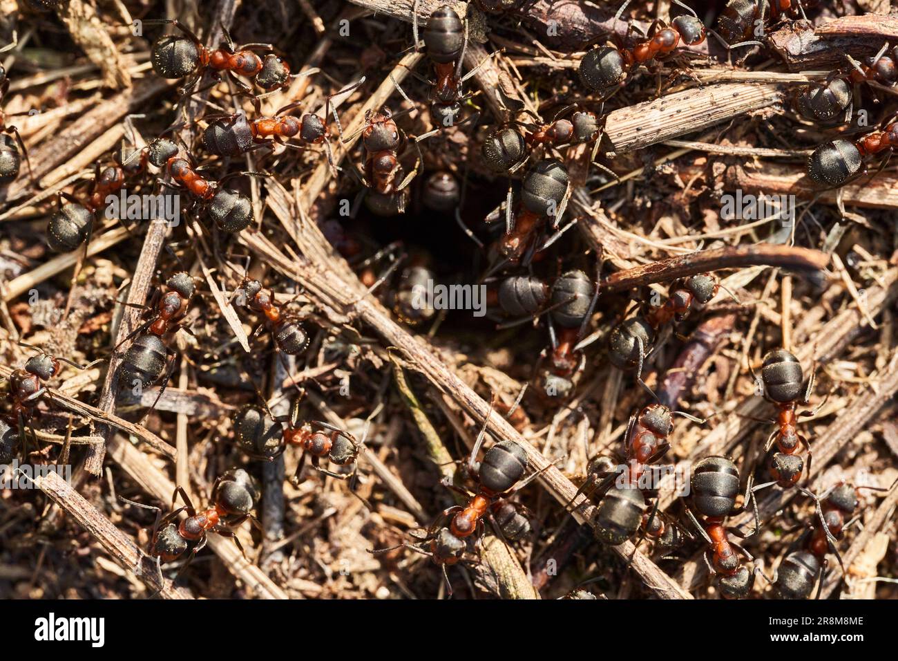 Closeup of a swarming nest of black red ants Stock Photo - Alamy