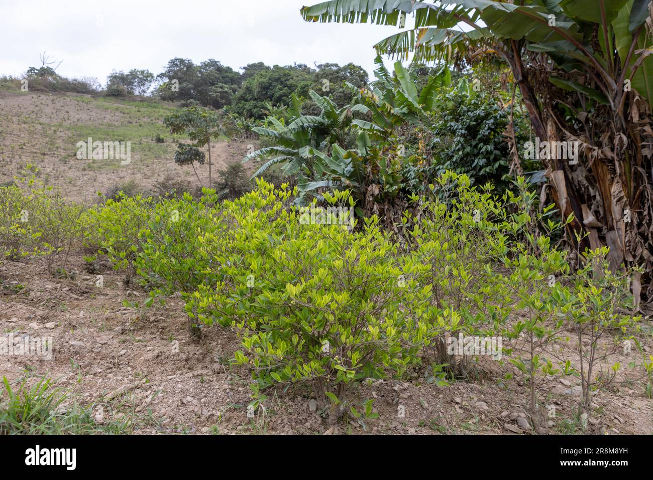 Cultivation of coca plants in the Bolivian Andes - traveling and ...