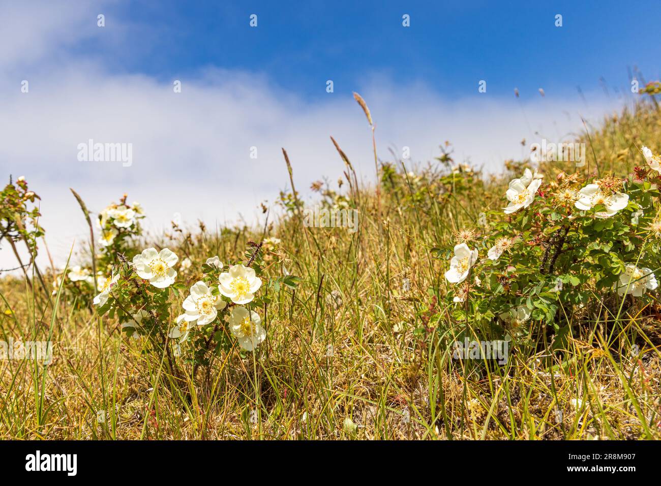 Flowering wild dune rose and briar at at Wadden island Terschelling in ...