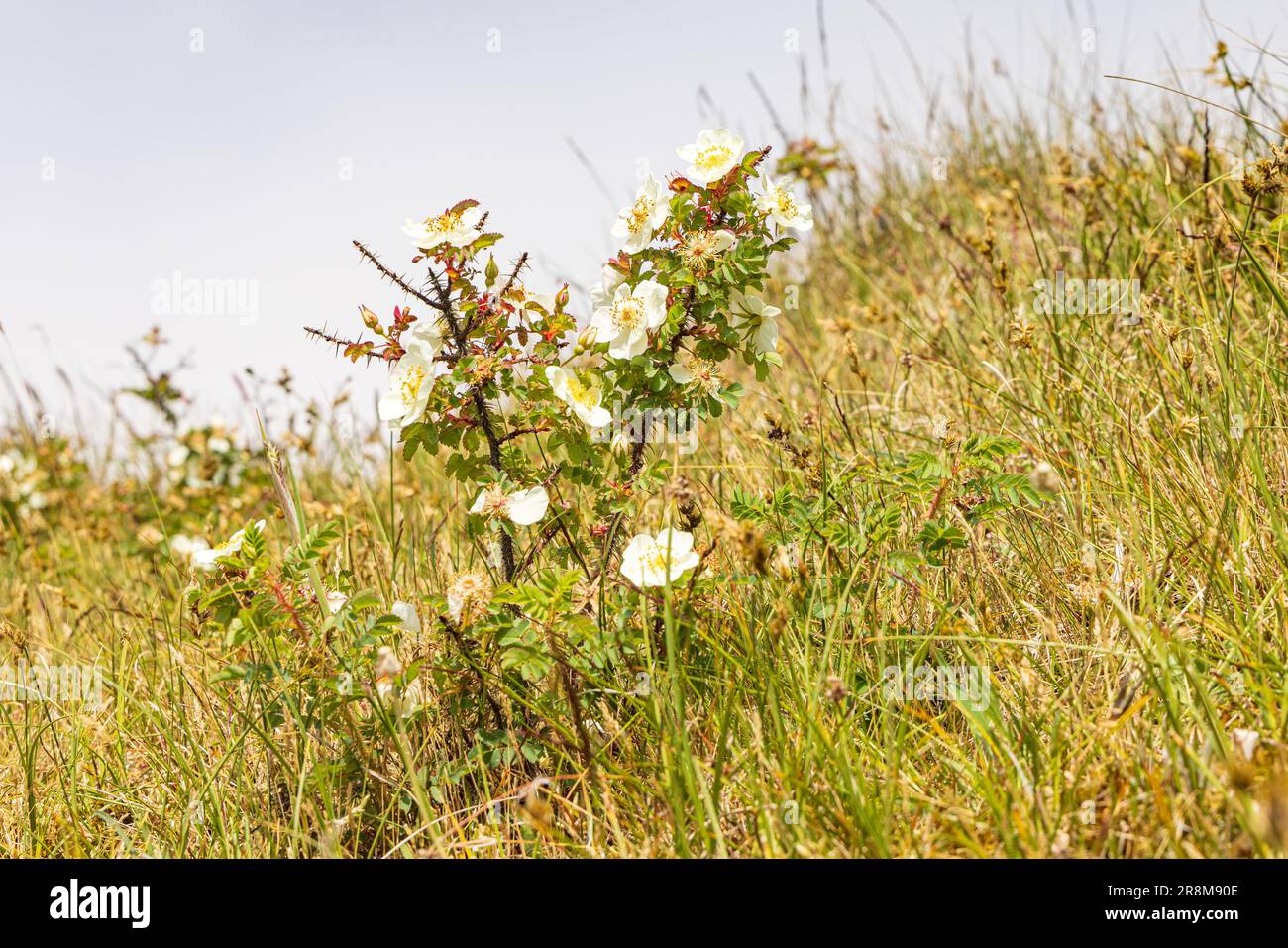 Flowering wild dune rose and briar at at Wadden island Terschelling in ...
