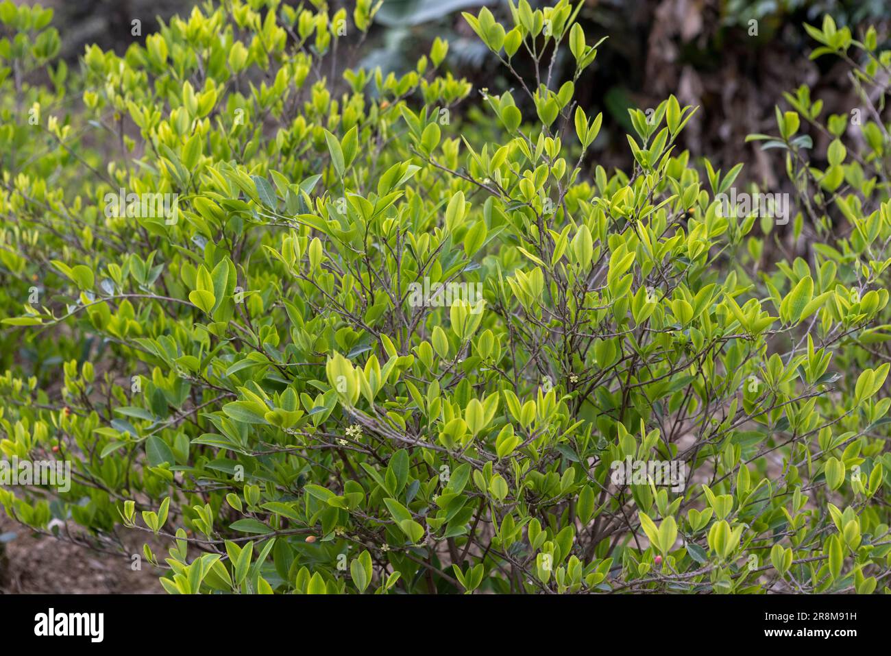Cultivation of coca plants in the Bolivian Andes - traveling and ...