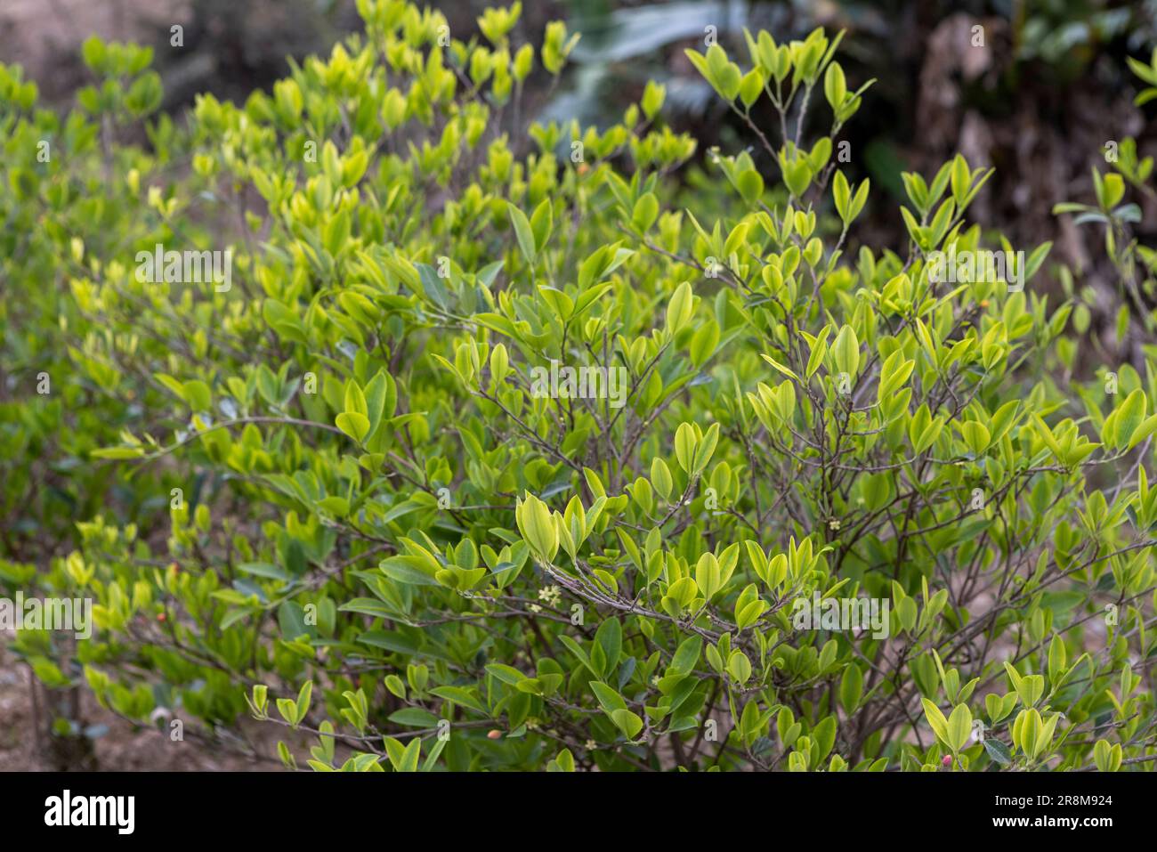 Coca shrub hi-res stock photography and images - Alamy