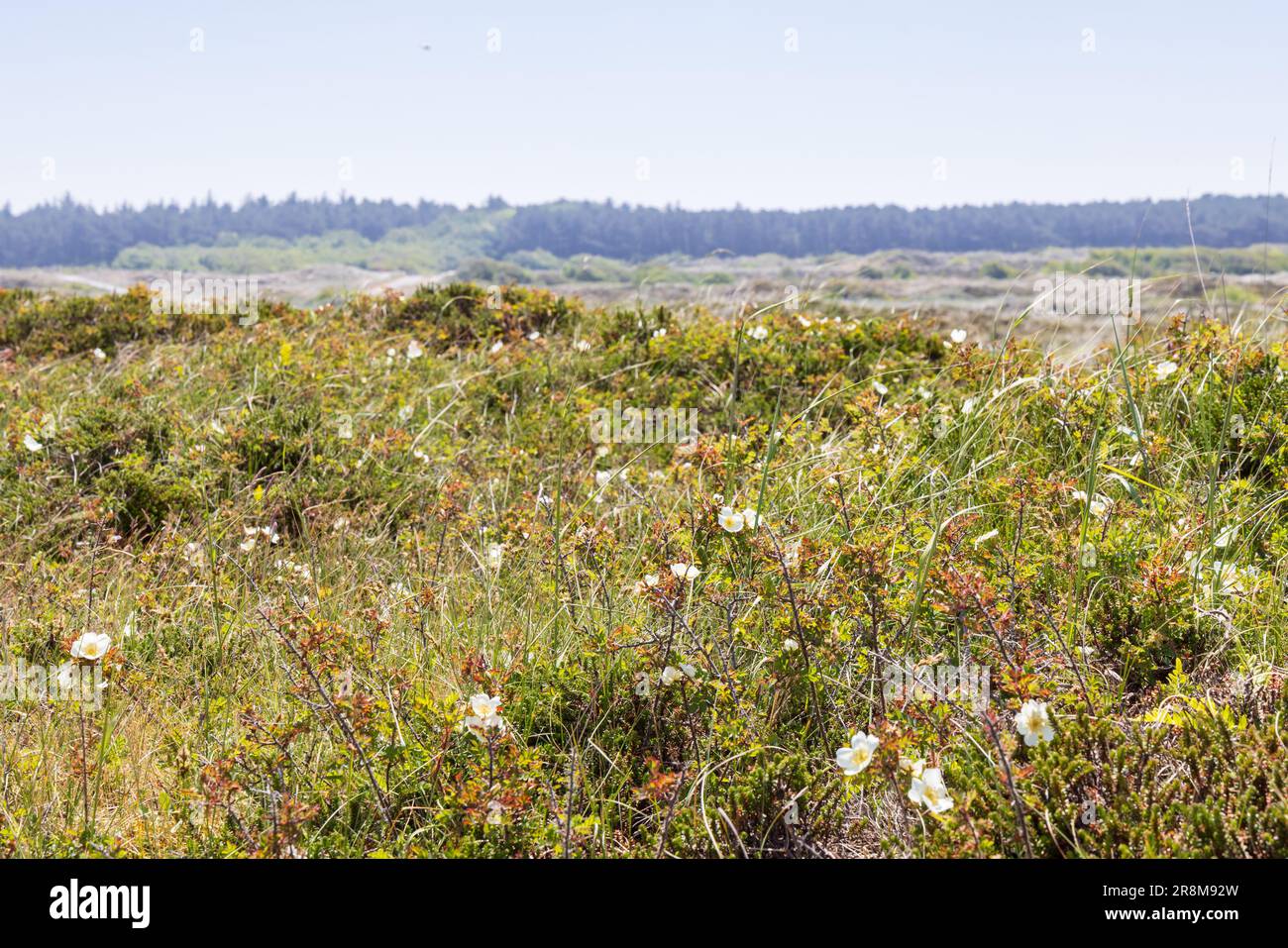 Flowering wild dune rose and briar at at Wadden island Terschelling in ...