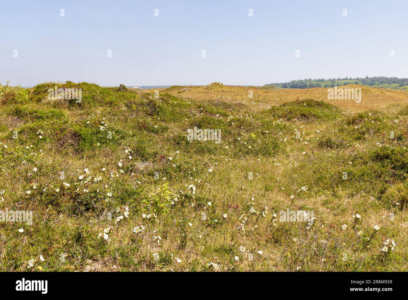 Flowering wild dune rose and briar at at Wadden island Terschelling in ...